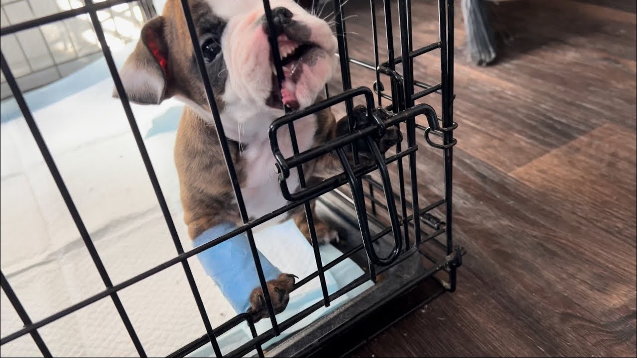 How I save this nano exotic bully puppy - YouTube