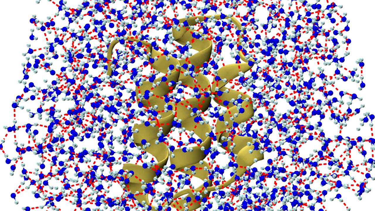 Water H-bonding within the protein hydration layer - YouTube