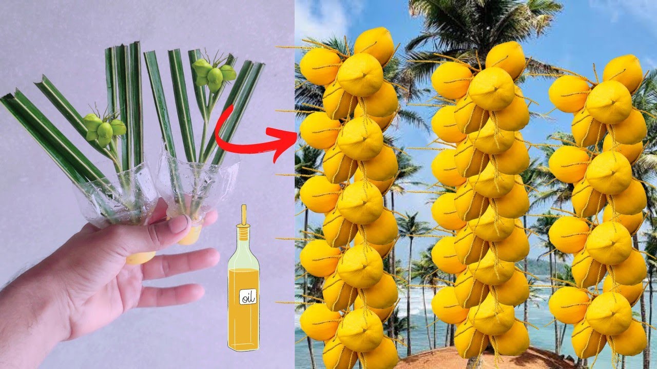 best method grow coconut tree from coconut branch with oil bottle - YouTube