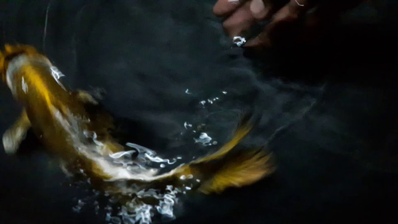 Metalic gold koi fish - YouTube