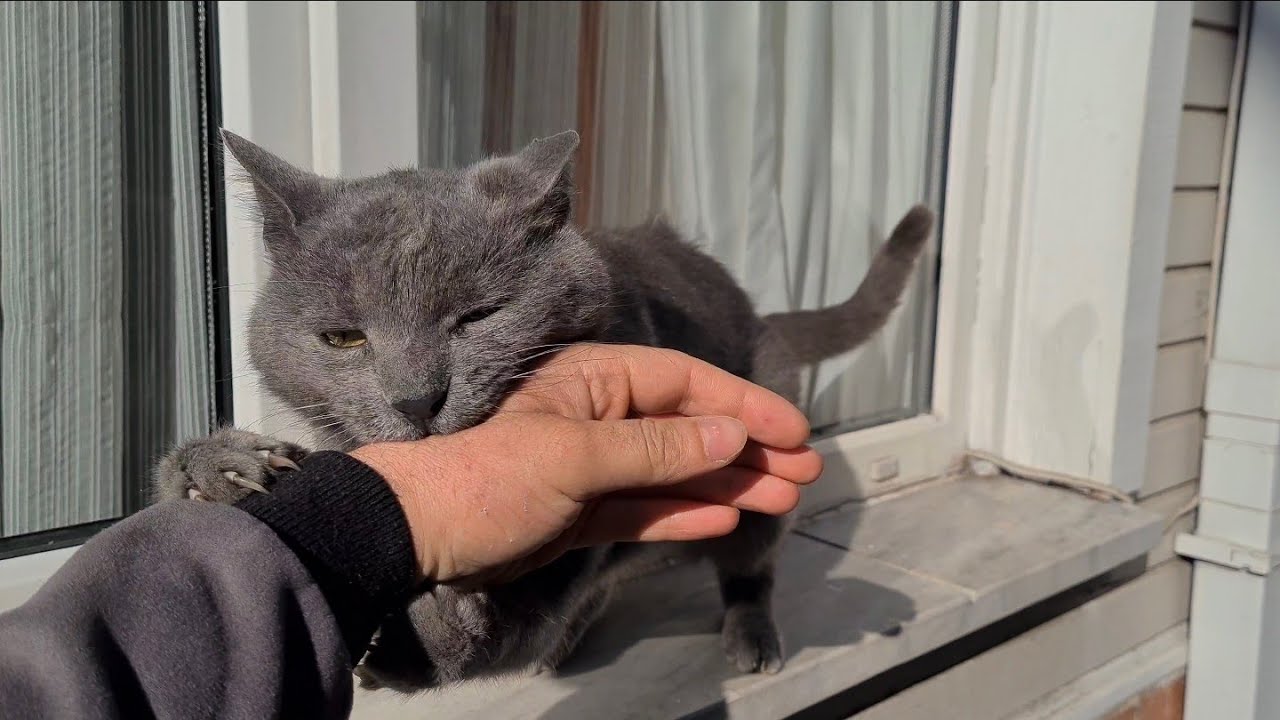 The gray cat, Angry that you touched him, scratches and bites my hand ...