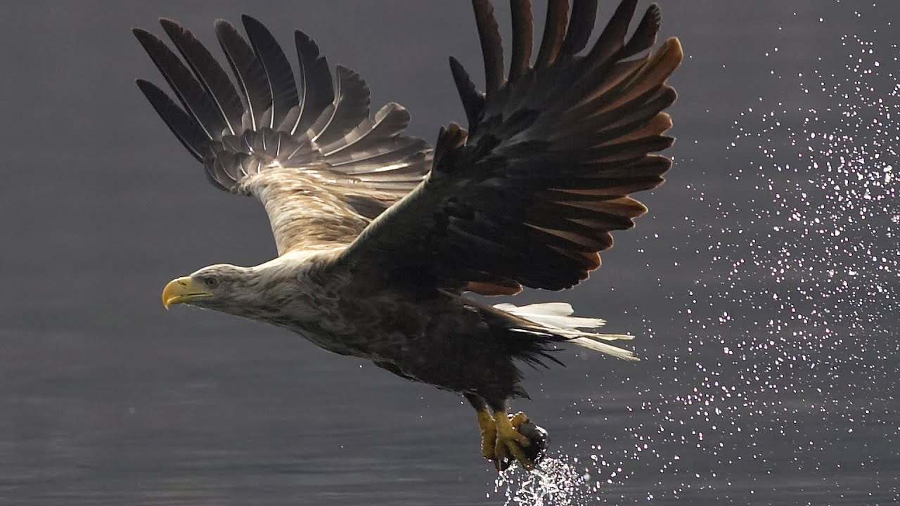 White Tailed Eagle Project: The return of the eagle - YouTube