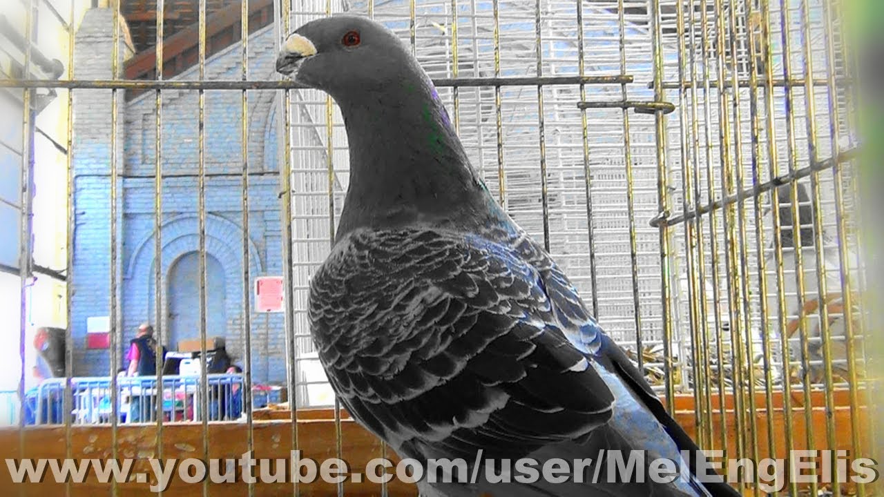 American Show Racer Pigeon - GPH - La Capelle 2021 - YouTube