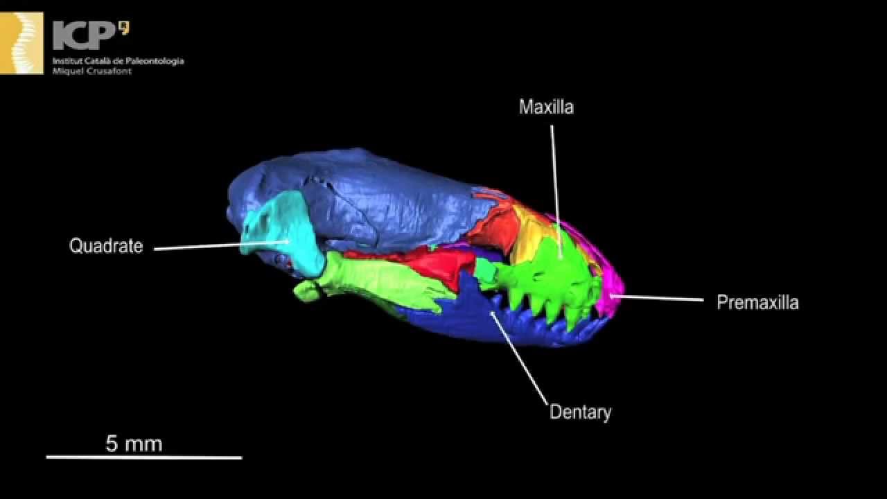 Mediterranean Worm Lizard Skull - YouTube