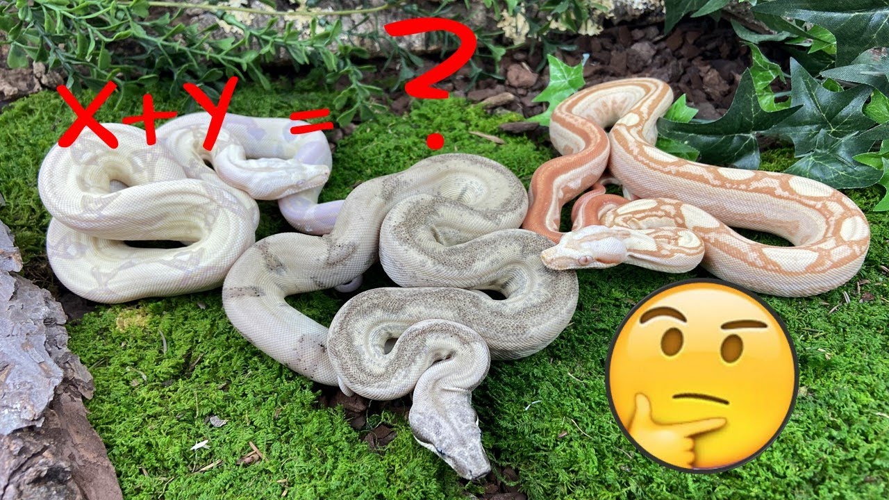 Lets try something different - What it needs to receive a Moonglow Boa ...