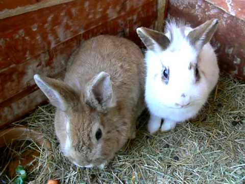 Hasenbabys Teil 2 - YouTube