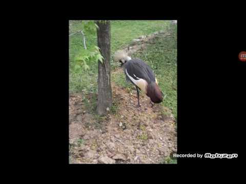 Özür dilerim arkadaşlar