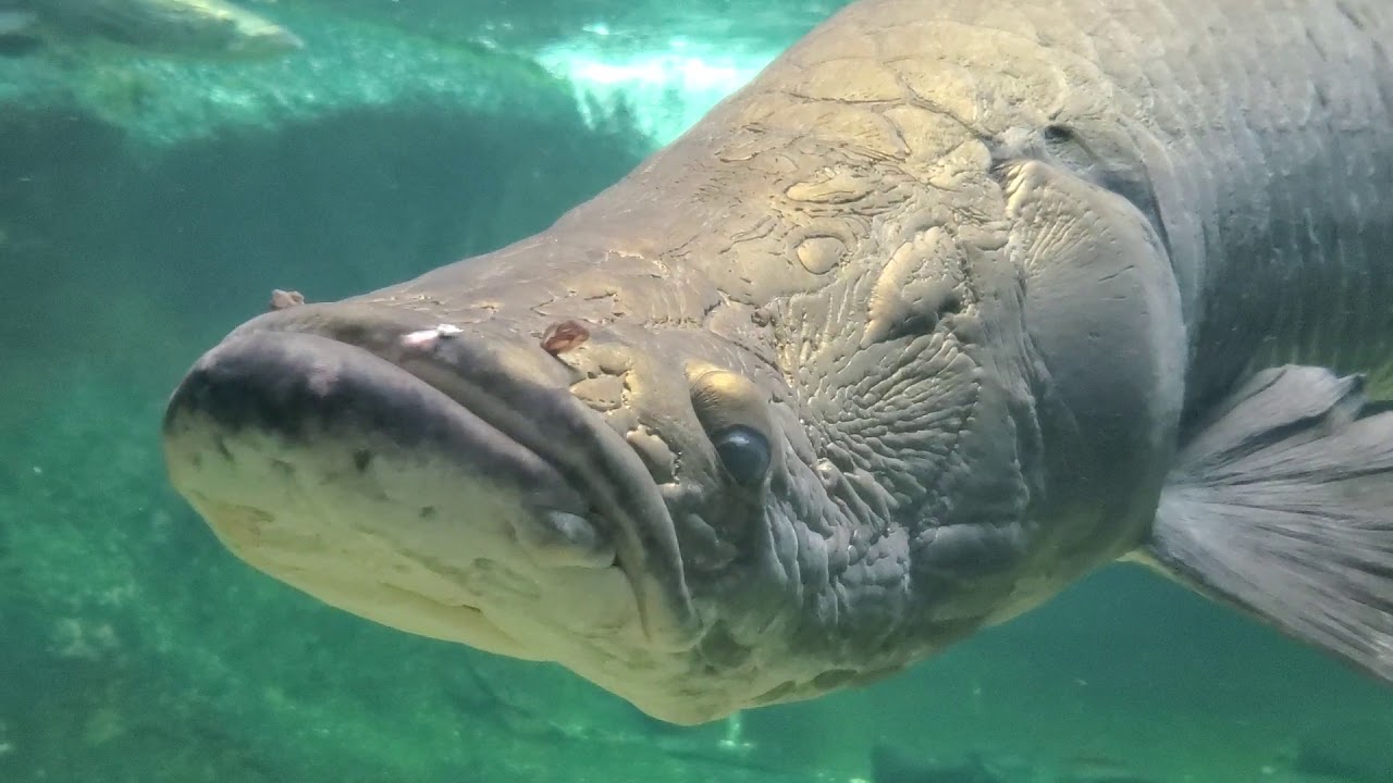 Huge Arapaima at the Smithsonian National Zoological Park - YouTube