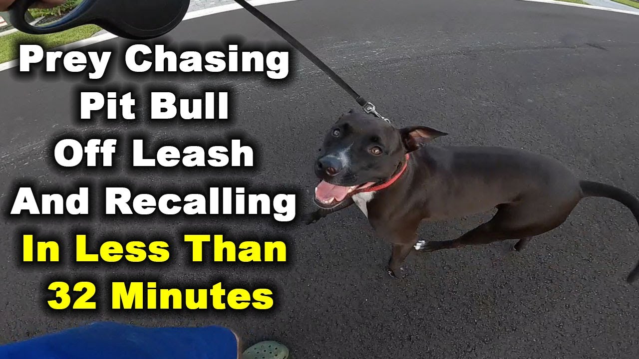 Prey Chasing Pit Bull Off Leash And Recalling In Less Than 32 Minutes ...