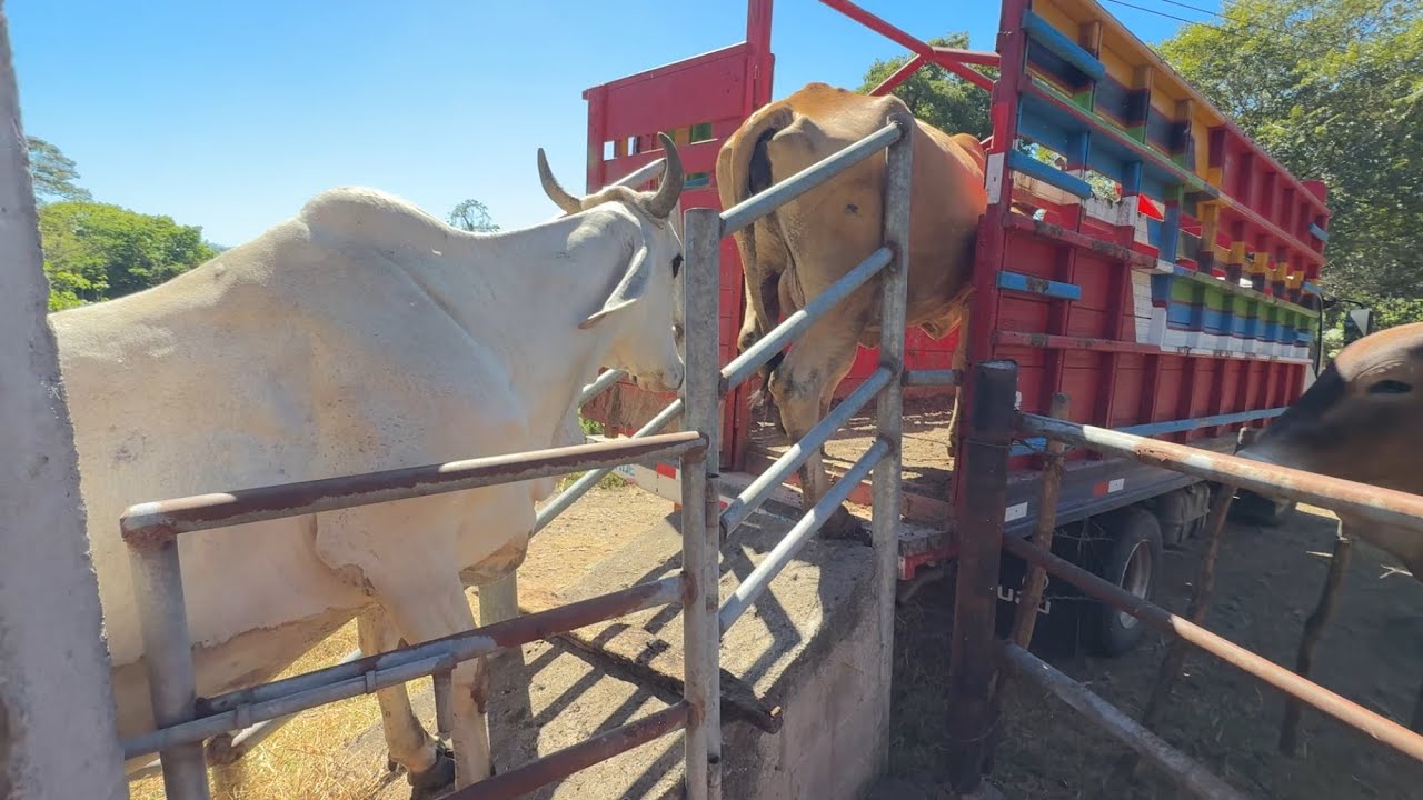 Cargando las dos vacas horras que ya no quiere miguel aquí - YouTube