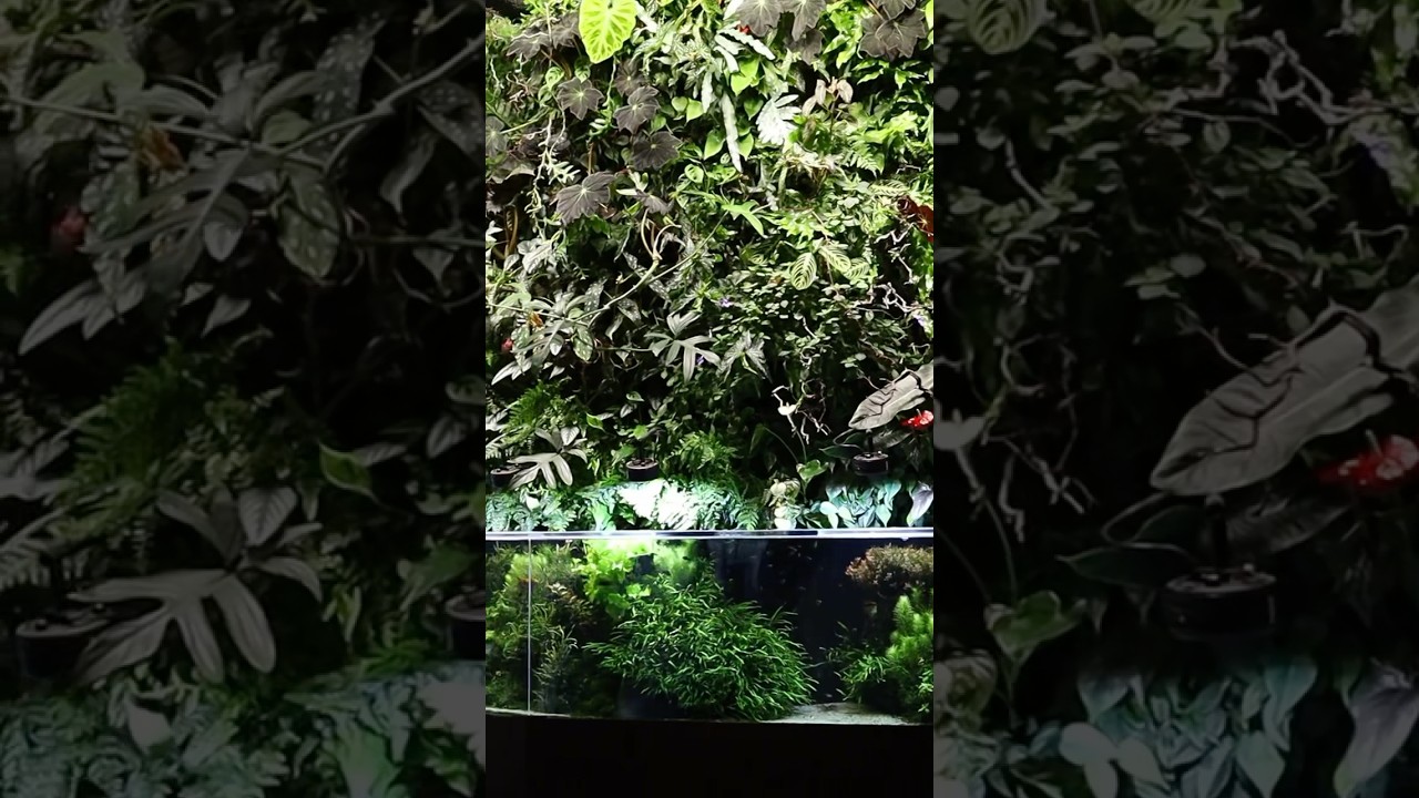 An inside look at the aquariums in Amazon exclusive spheres! # ...