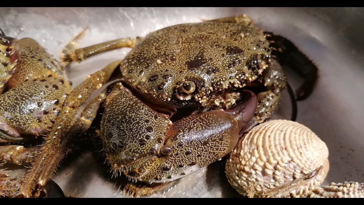 Kamniti rak * Granchio favollo o granchio fellone * Warty crab ...