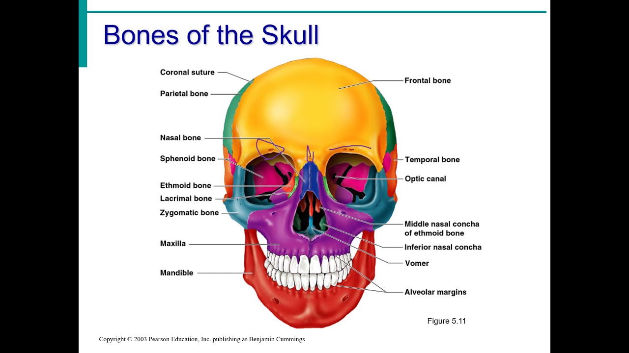Facial bones (high school anatomy) - YouTube