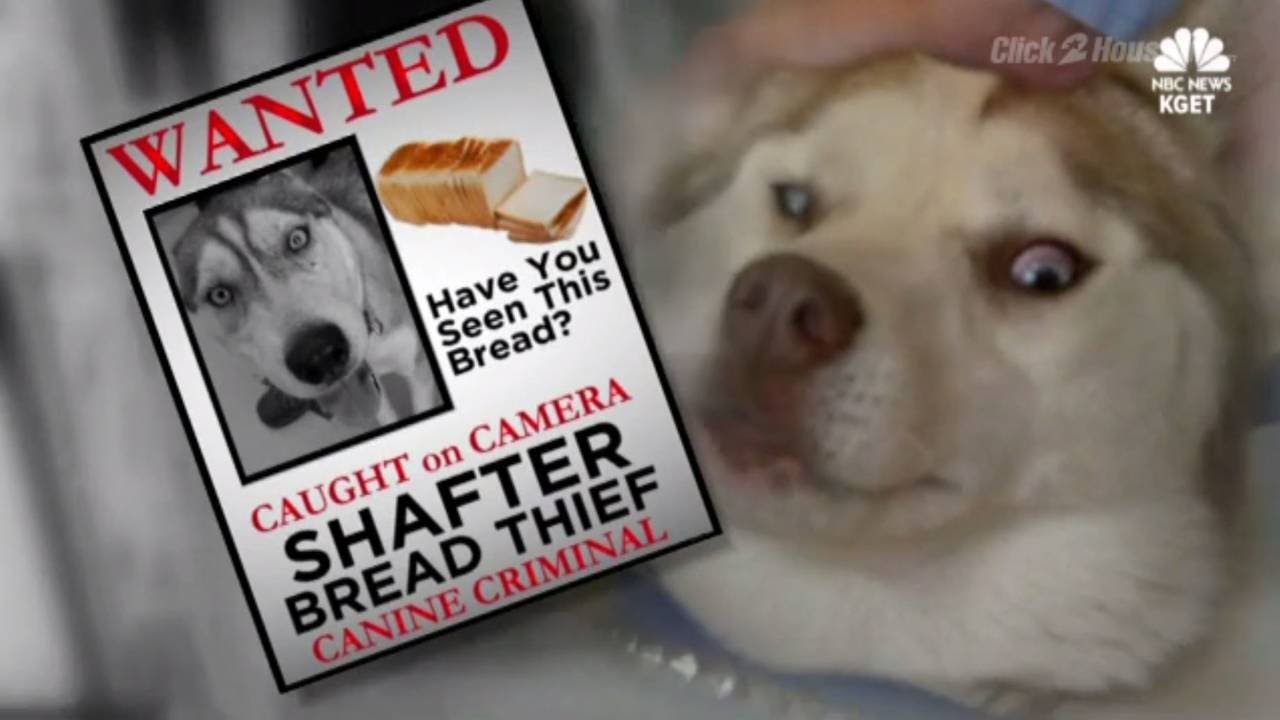 Dog caught stealing bread - YouTube