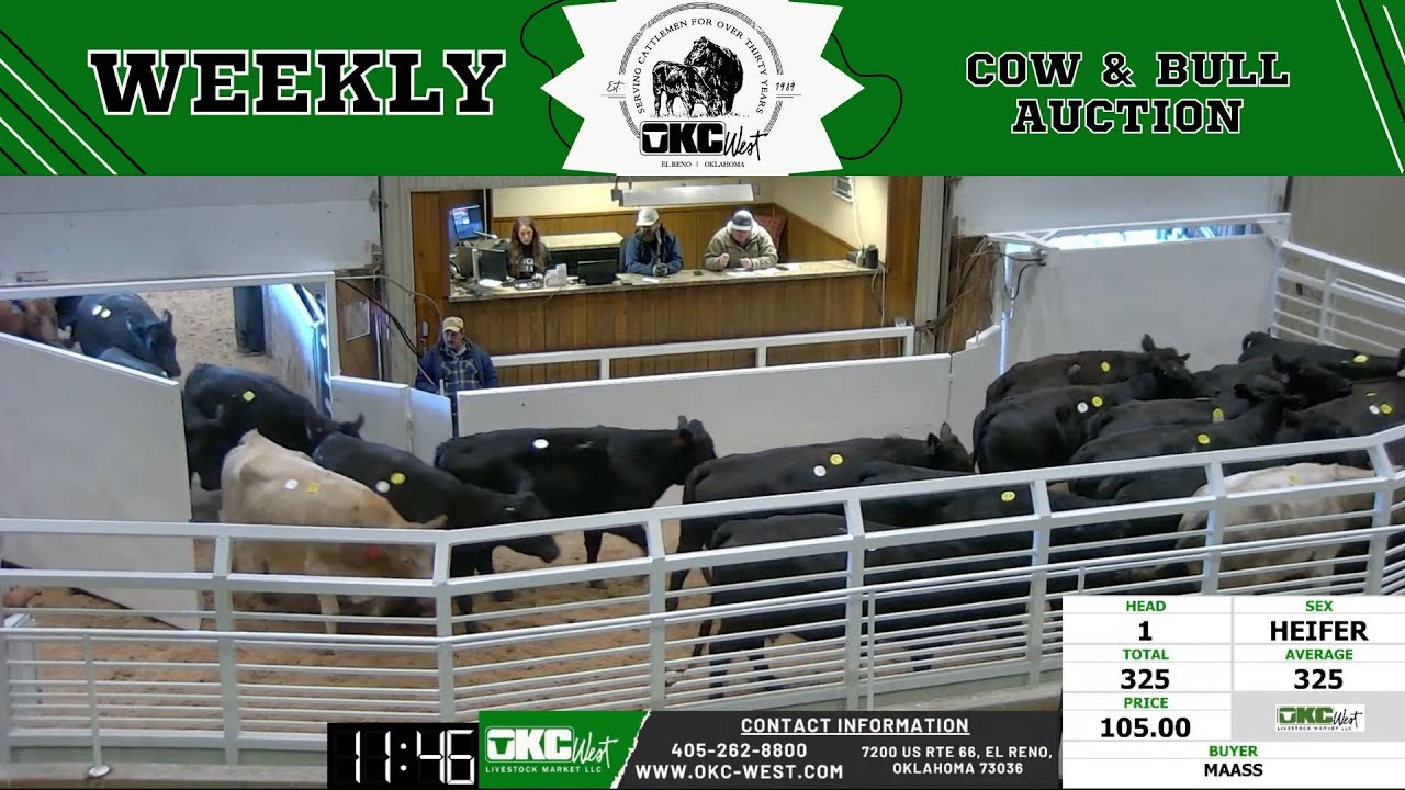 1/13/2025 - OKC West Weekly Cow & Bull Auction - YouTube