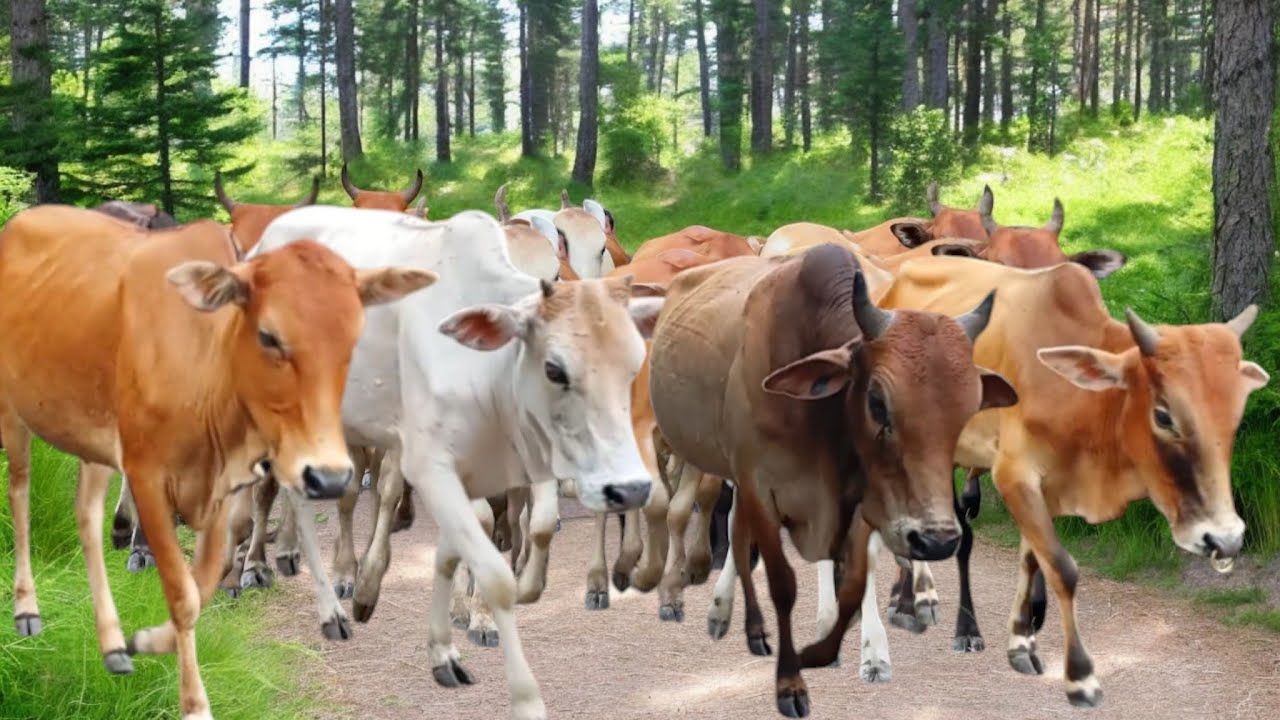 Mengiring Sapi Lembu Gembala, Puluhan Sapi Lembu Jinak Berlari ...