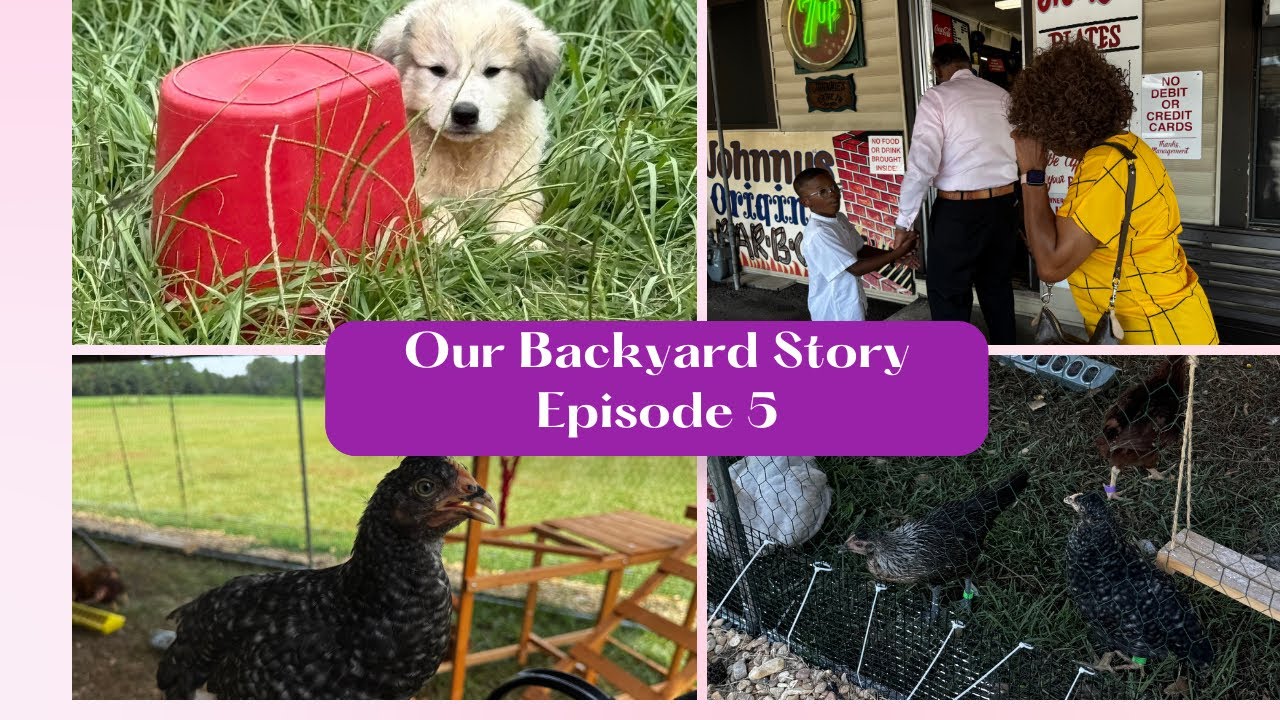 Our Backyard Story: Episode 5 Special Surprise - YouTube
