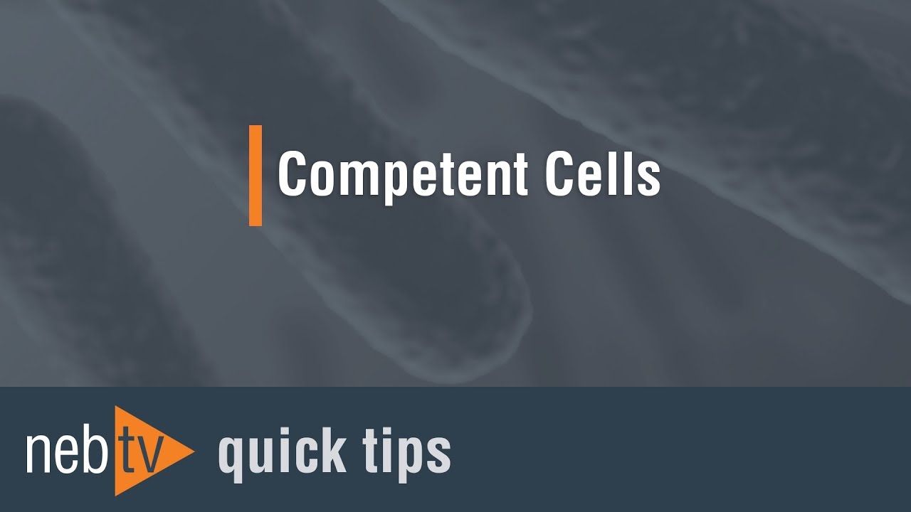 Differences between electrocompetent and chemically competent cells ...