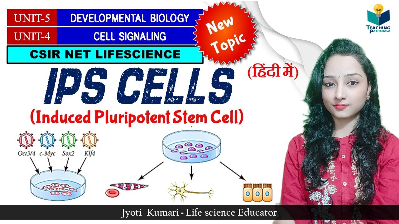 Induced Pluripotent Stem Cell (IPS Cell) || Development Biology || Cell ...