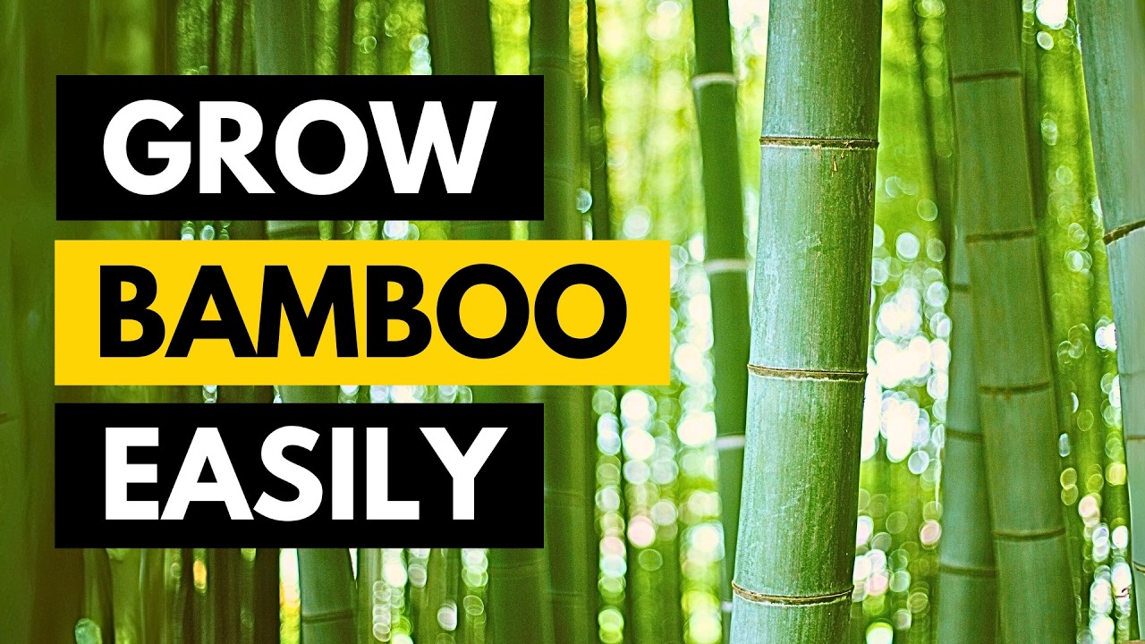 Plant Bamboo Two Ways for FREE - YouTube