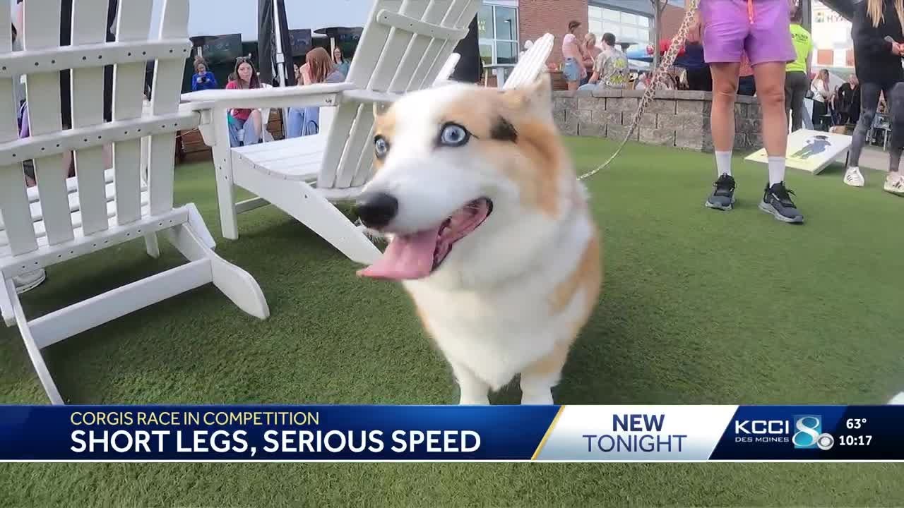 Zoomies unleashed: Central Iowa Corgis show off their speed - YouTube