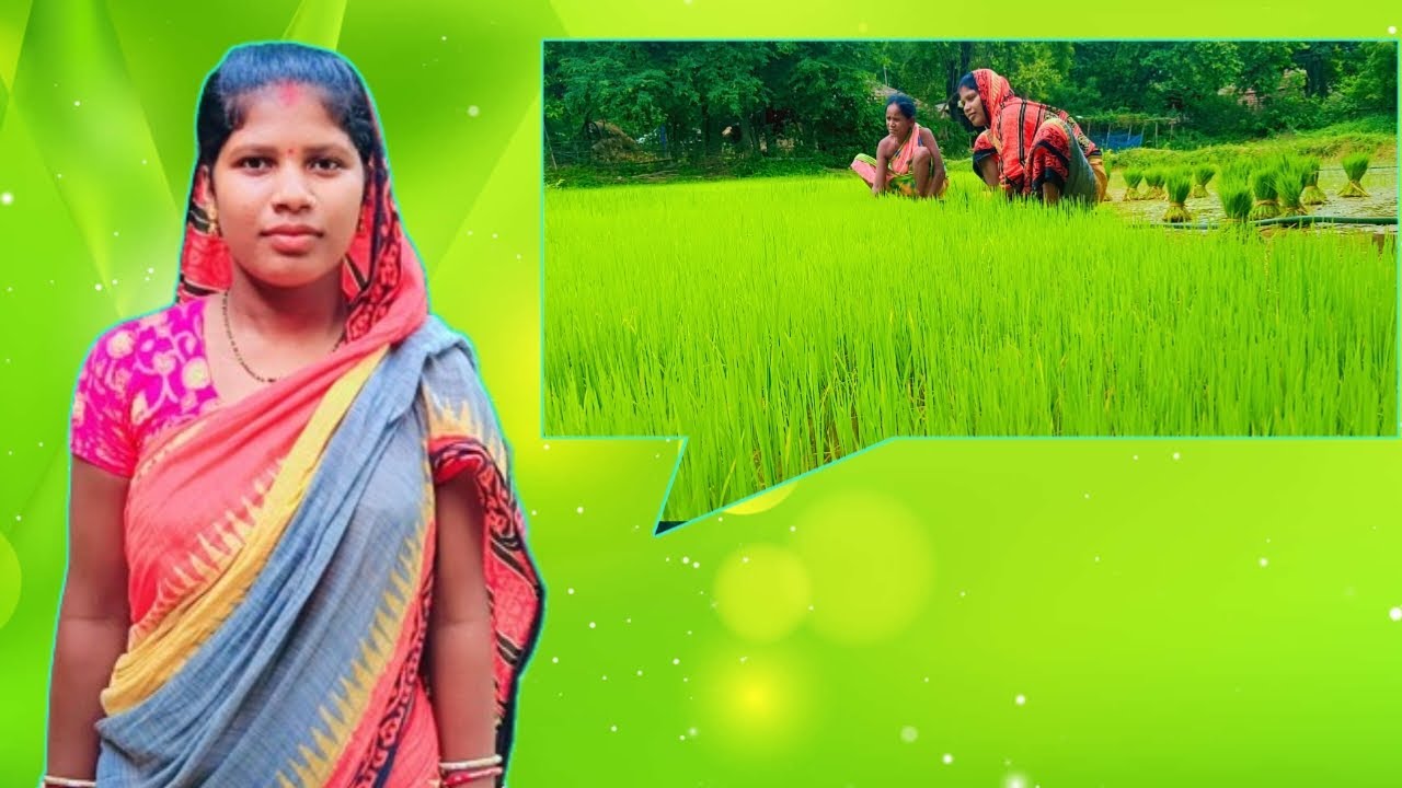 How rice is made | step by step rice growing rice paddy farming in ...