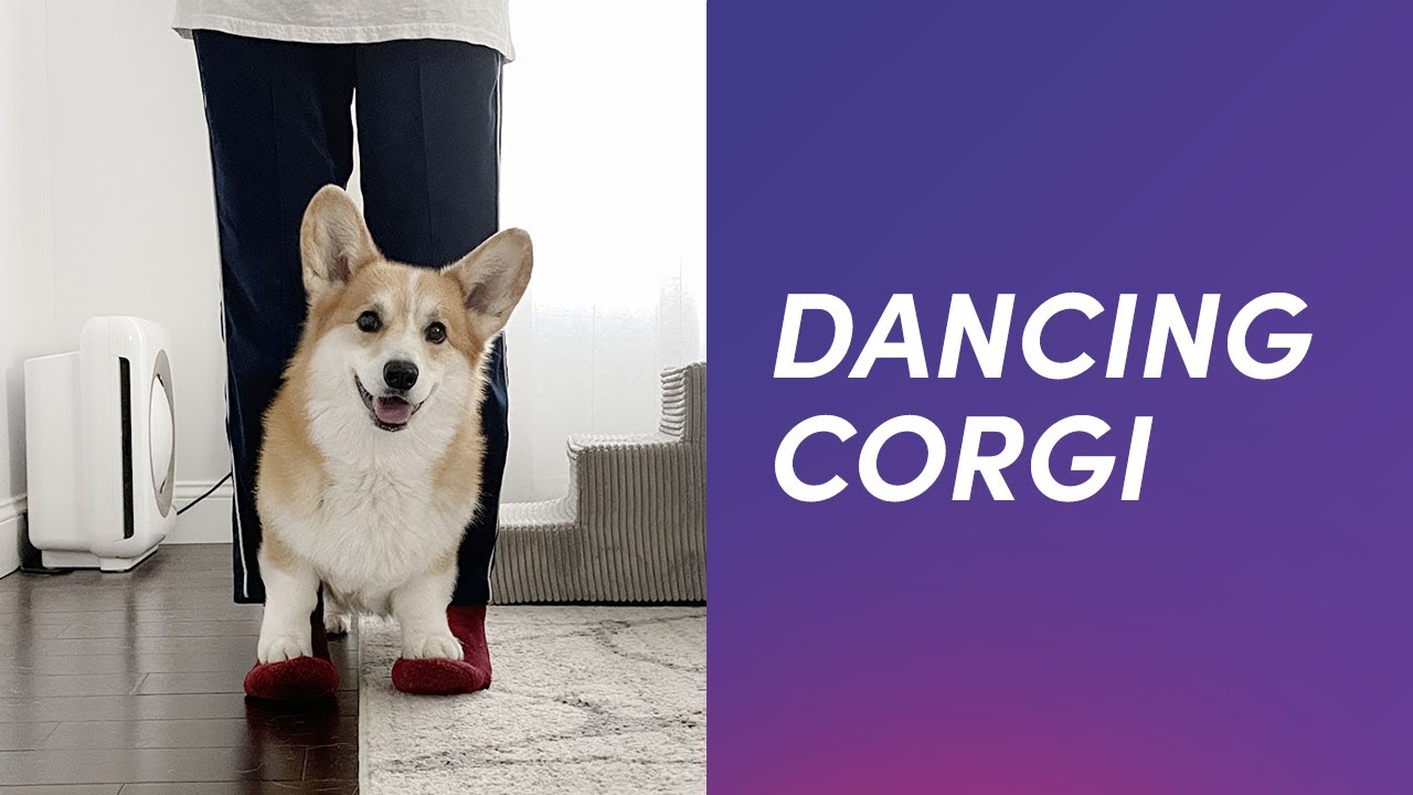 Dancing Corgi Trick #corgi #dogtraining #dogtricks #corgitraining - YouTube