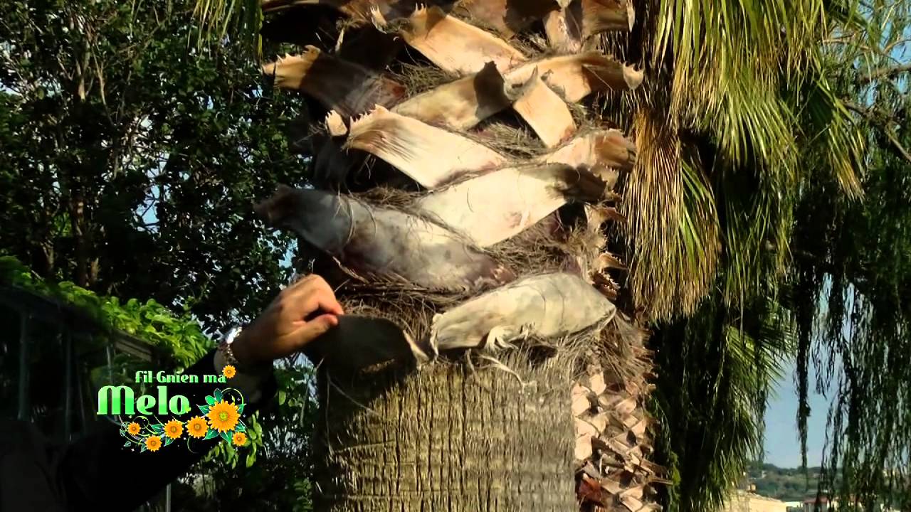 Fil- Gnien ma' Melo - 2016 / Programme 9 - YouTube