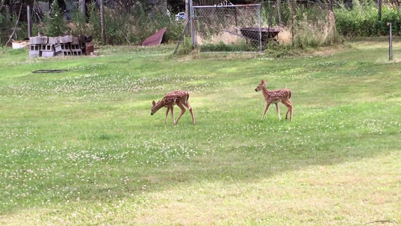 1 week old fawn twins - YouTube