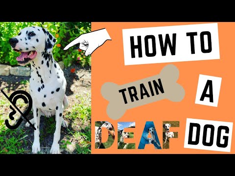 Sit/Down Commands: A DEAF DOG's Training Guide [+video]