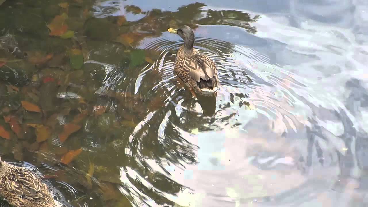 Hawaiian Ducks in Makiki Stream on 4-9-14 - YouTube