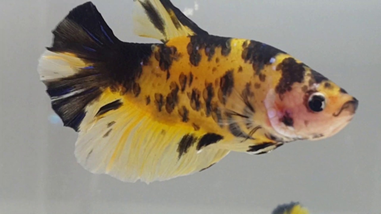 ปลากัดโค่ยไทเกอร์ (Koi Tiger Betta),The Iconic Siamese Fighting Fish ...