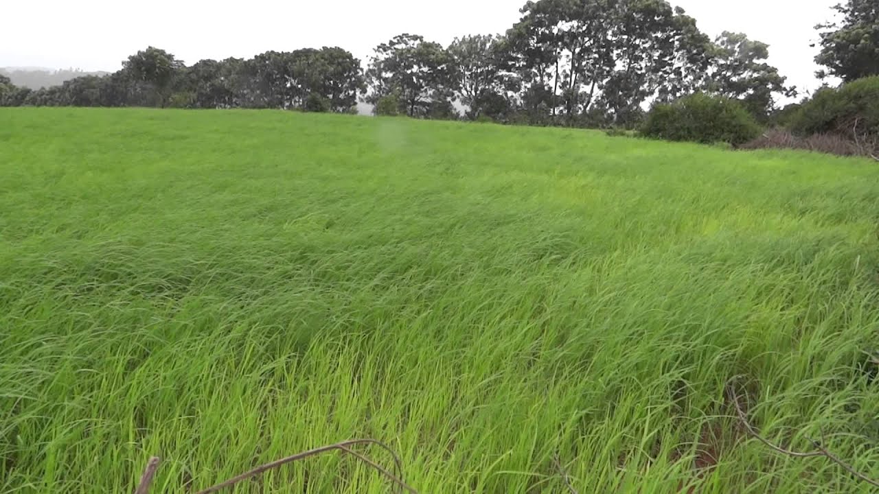 When wind blows over a paddy field - YouTube