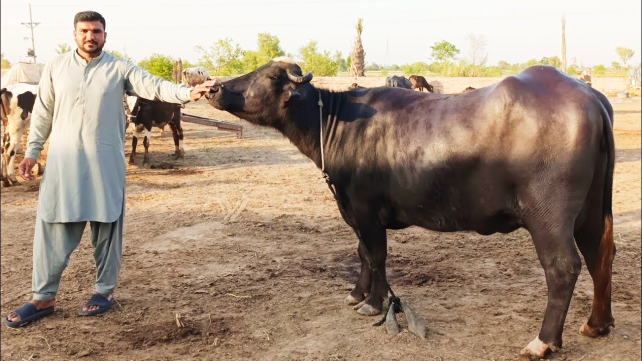Nili Ravi High Milking Buffaloes || Ch Usman Gujjar Sb || Pak Buffalo Tv 🐂 - YouTube