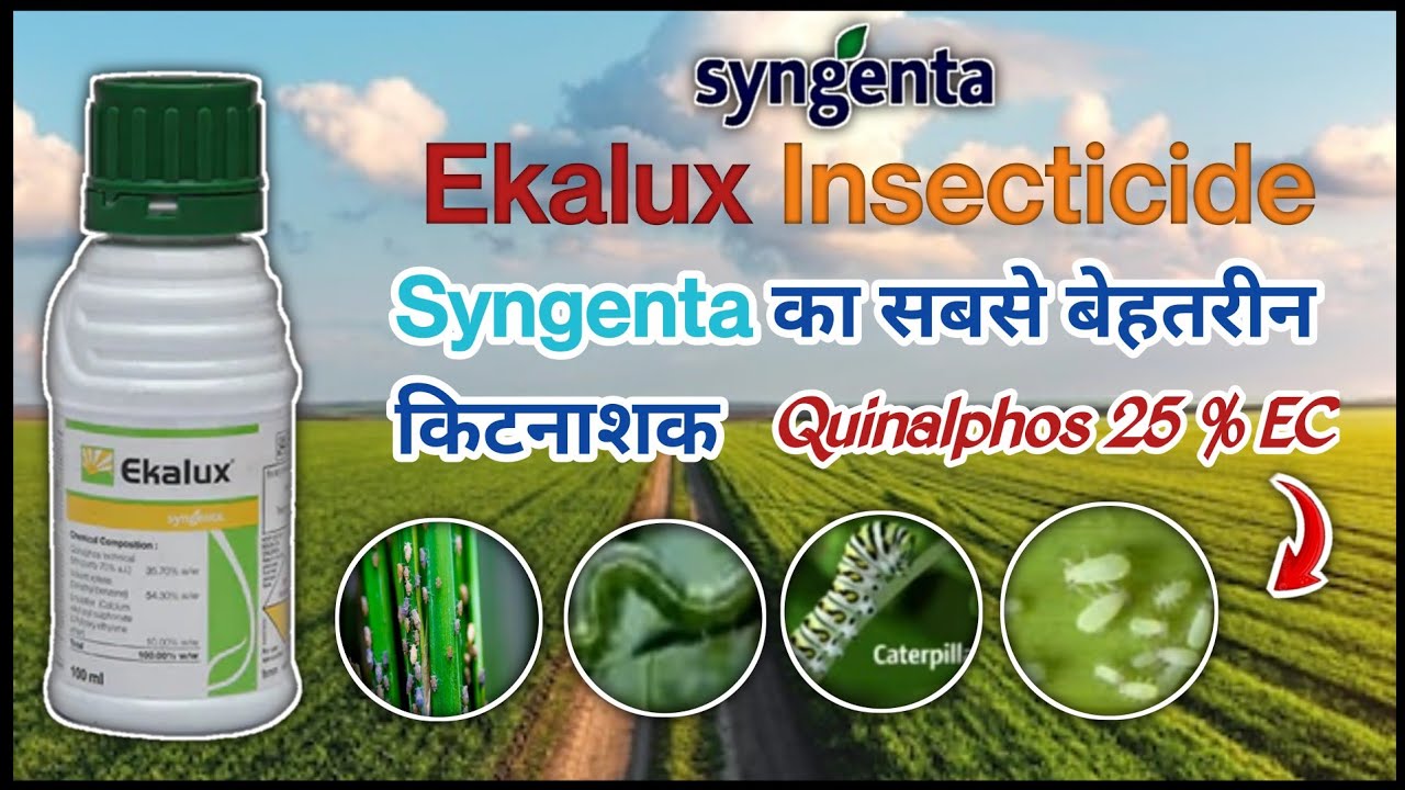 syngenta ekalux insecticide | Quinalphos 25 % EC | पूरी जानकारी हिंदी ...