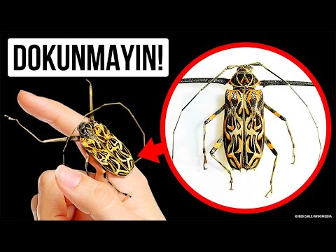 İşte Bu Böceğe Dokunursanız Başınıza Gelecekler