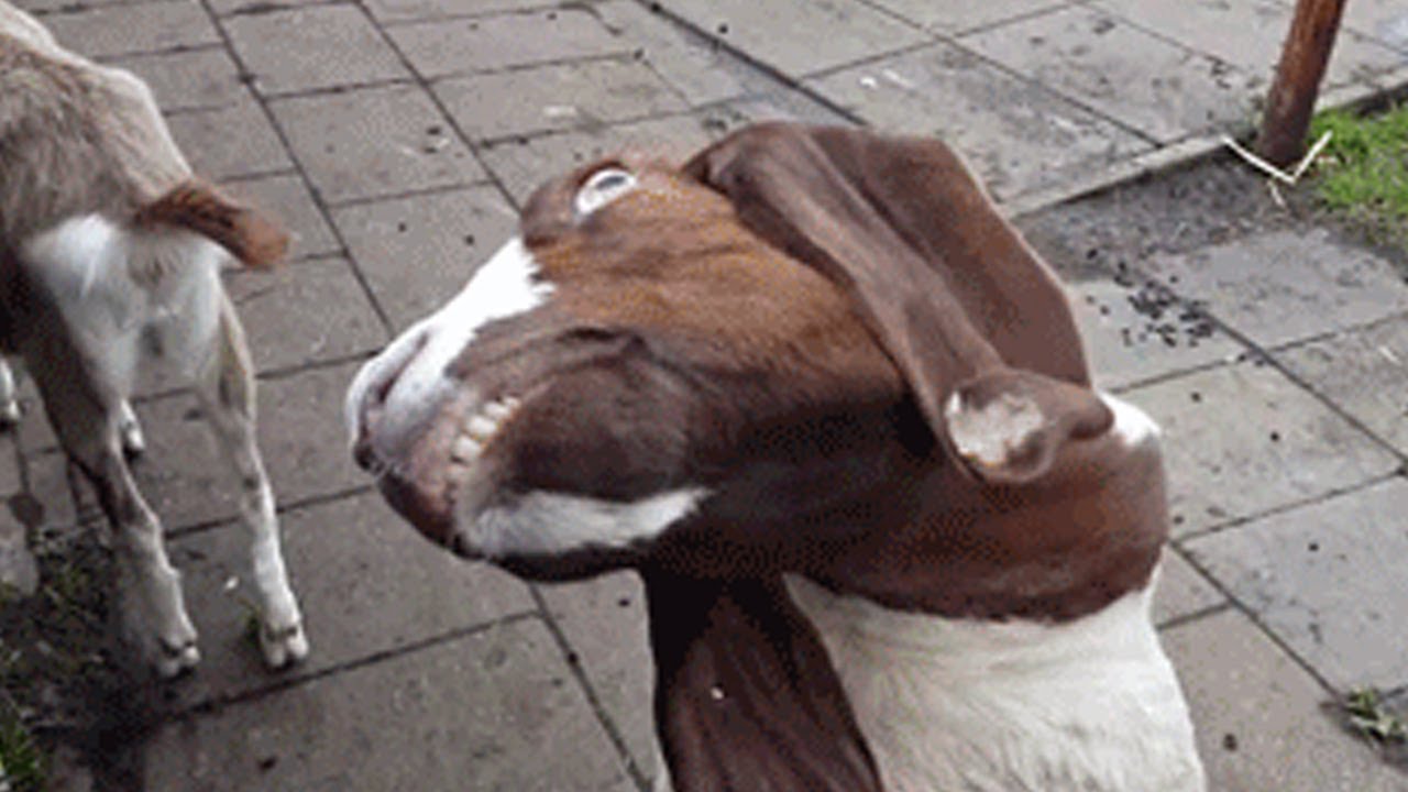 Extraordinary Video Compilation Vol.5 - YouTube