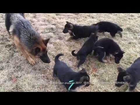 German shepherd mama with her 7 pups - YouTube