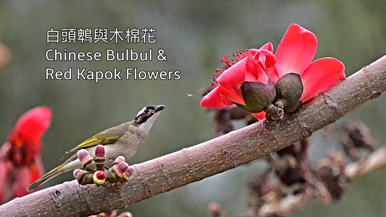 白頭鵯與木棉花 Chinese Bulbul & Red Kapok Flowers - YouTube