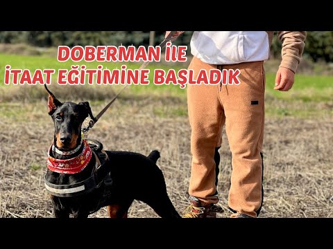 YENİ GELEN DOBERMAN MİSAFİRİMİZLE İTAAT EĞİTİMİ BAŞLADI :) #eyüpdoğan