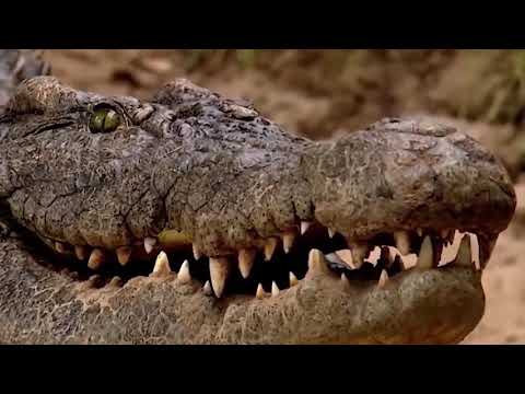 Crocodile is King Swamp Crocodile vs Leopard, Elephant Protect Baby From Crocodile Hunting
