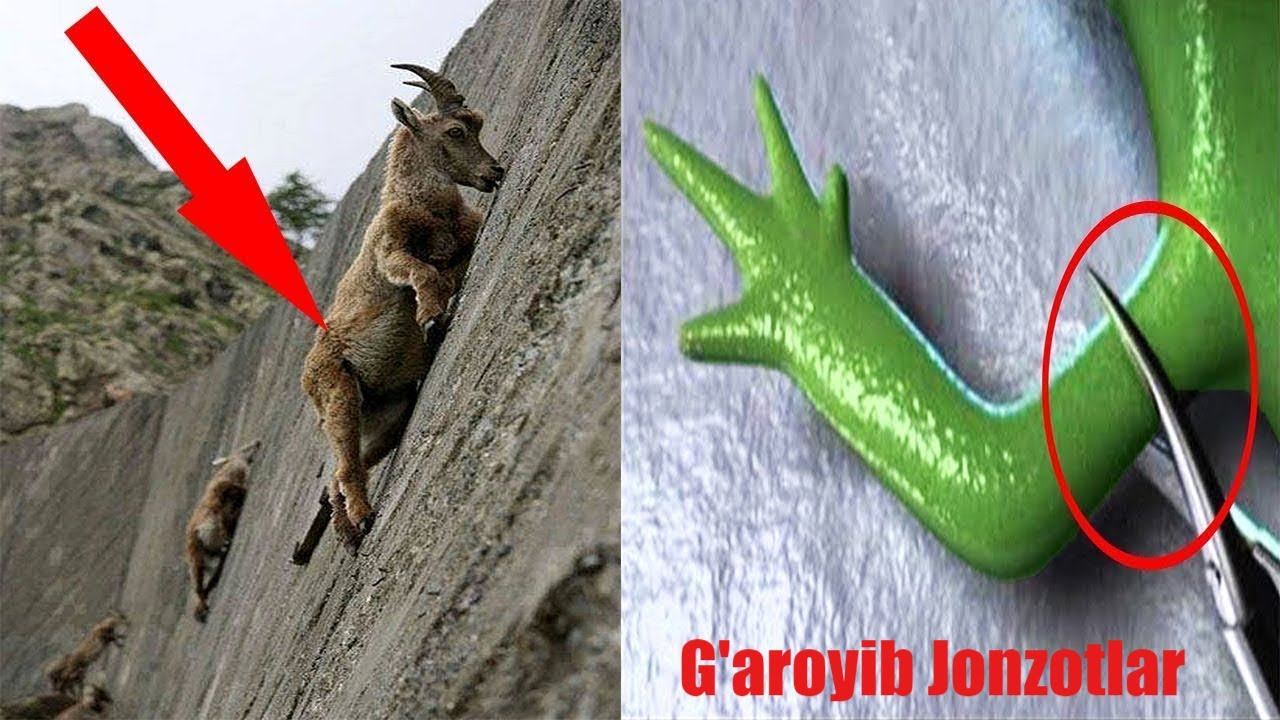 G'AROYIB QOBILIYATGA EGA JONIVORLAR - YouTube