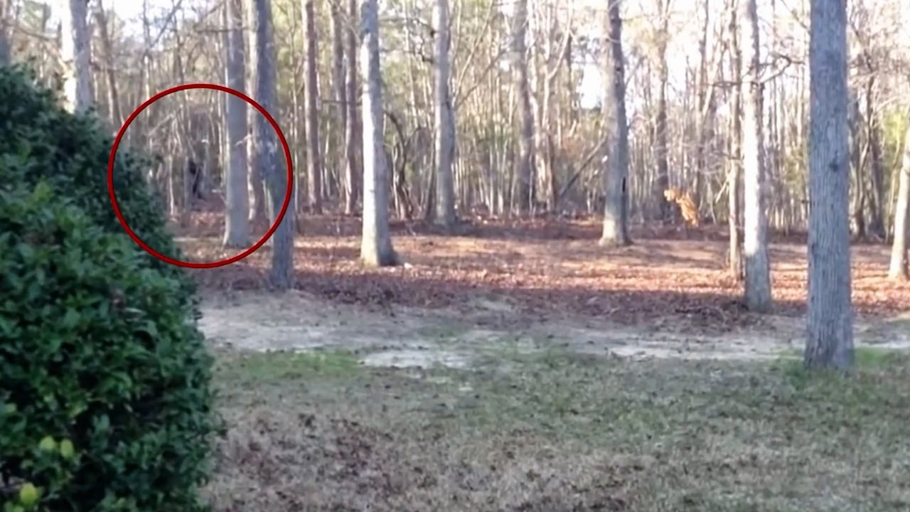 This Scary Footage Has Left Viewers STUNNED - YouTube