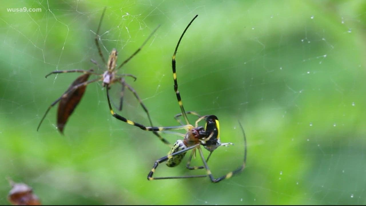 Palm-sized Joro spiders - will we see them in the DMV? - YouTube
