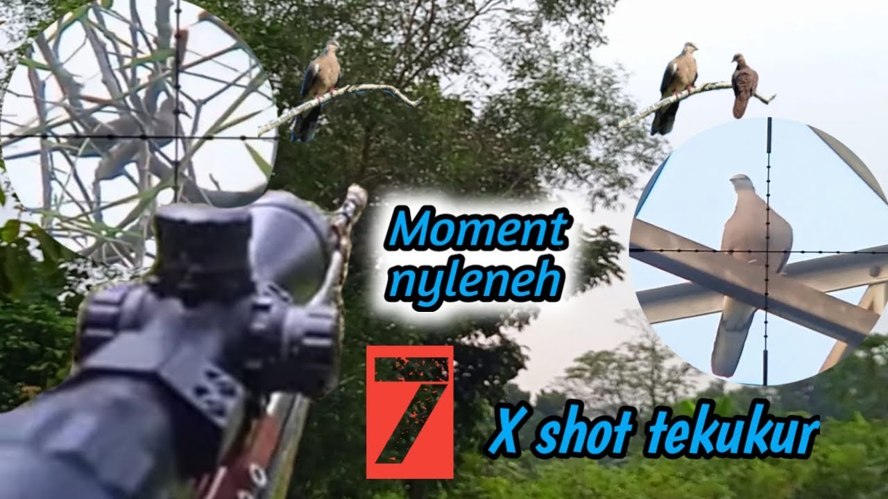 momen shot tekukur, di kala musim hujan @KIWOHUNTER - YouTube