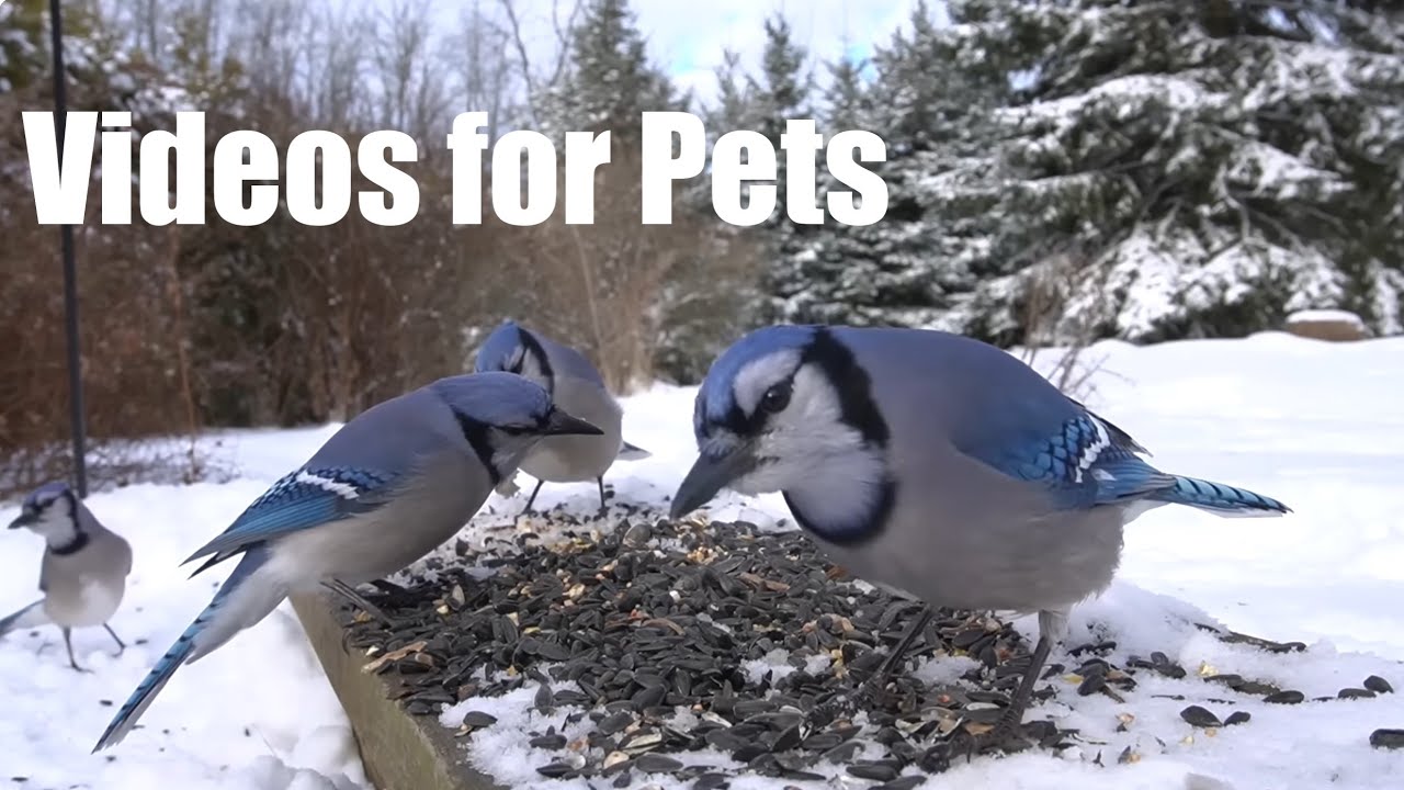 Sunday Morning Breakfast for Backyard Blue Jays and Friends - 10 Hour ...