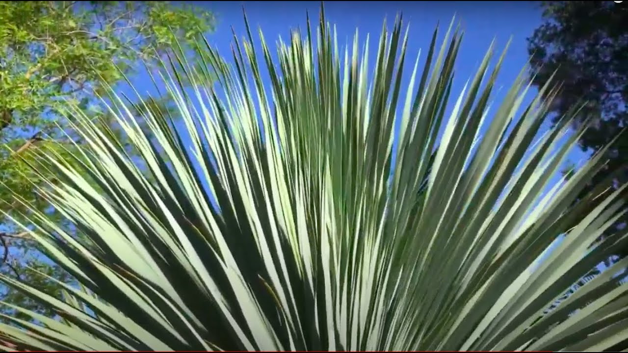 Yucca rostrata ‘Blue Velvet’ - World’s Most Maintenance Free Garden ...