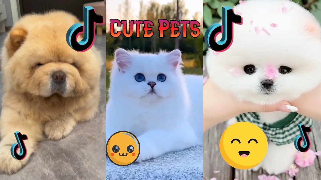 Cutest Pets 😚Compilation 2024 | Adorable & Funny TikTok Animal Videos ...