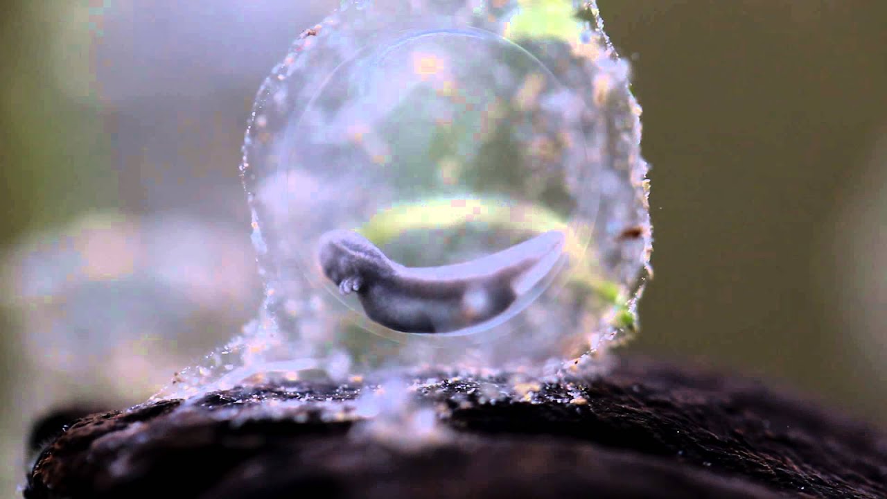 Axolotl eggs, MOVING! Day 8 - YouTube