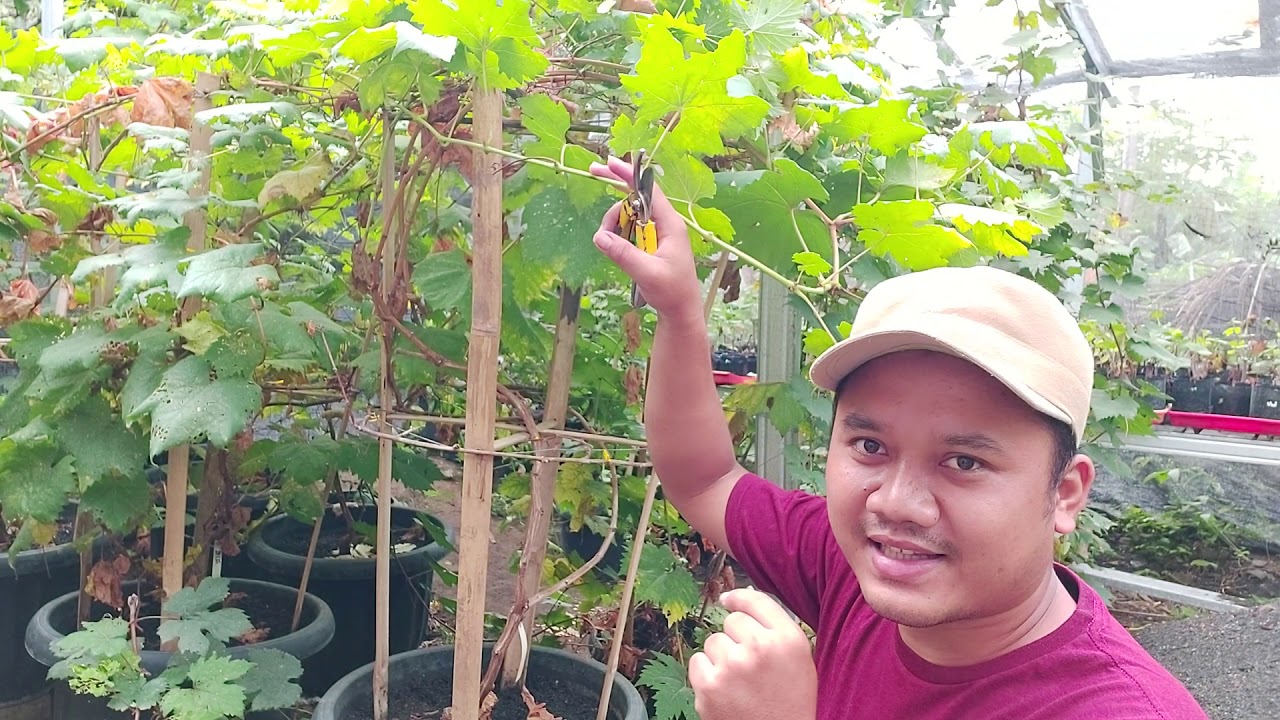 Cara Pangkas Pembuahan Tanaman Anggur (di pgav_garden) - YouTube